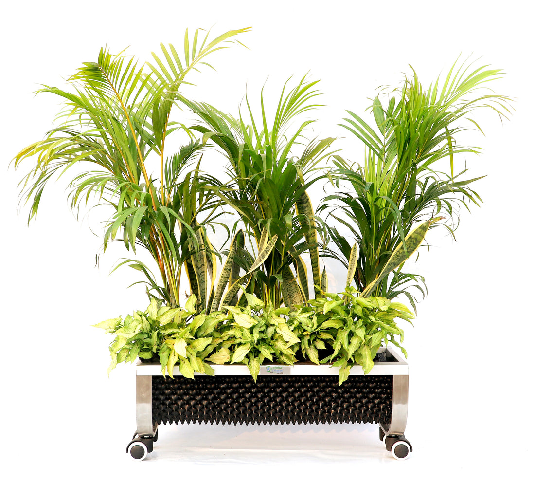 Alphaplanters | Premium Eco-Friendly Alpha Pots & Planters for Thrivin