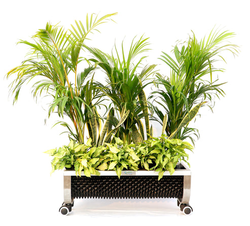 Alphaplanters | Premium Eco-Friendly Alpha Pots & Planters for Thrivin